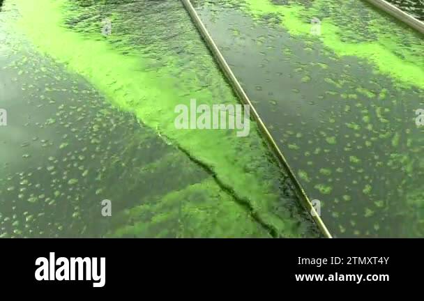 Algae natural science Stock Videos & Footage - HD and 4K Video Clips ...