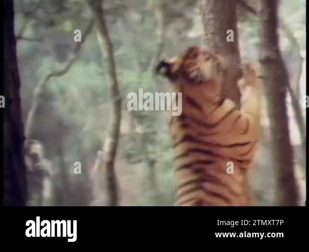 Tiger jump tree Stock Videos & Footage - HD and 4K Video Clips - Alamy