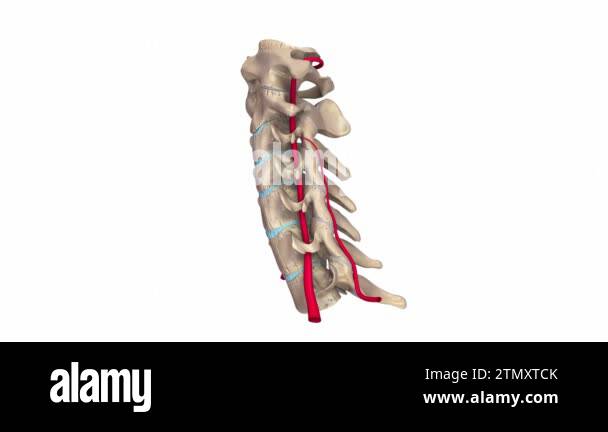 Cervical spine Arteries system Stock Video Footage - Alamy