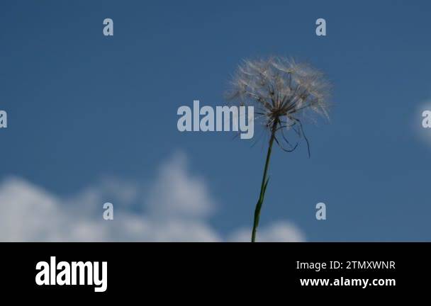 Fragile structure Stock Videos & Footage - HD and 4K Video Clips - Alamy