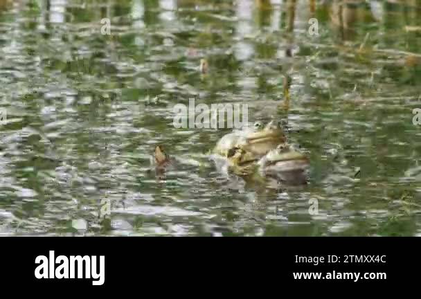 How frogs jump Stock Videos & Footage - HD and 4K Video Clips - Alamy