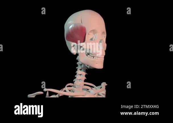 This 3d animation shows the temporalis muscles in full rotation loop on ...