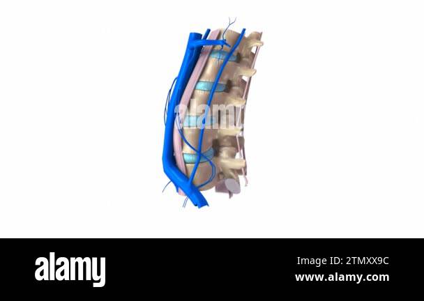 Lumbar spine ligaments veins Stock Videos & Footage - HD and 4K Video ...