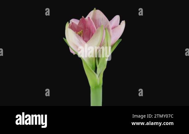 Blushing flower Stock Videos & Footage - HD and 4K Video Clips - Alamy