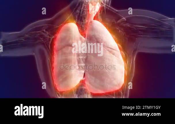 Human anatomy. The anatomical model of a human lungs is rotated around ...