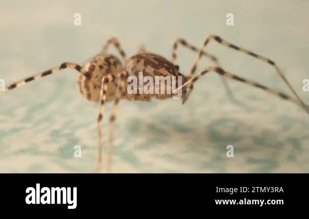 Predator tracking Stock Videos & Footage - HD and 4K Video Clips - Alamy
