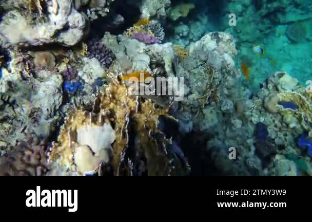 Coral reef (cay) of the Red Sea with a variety of fish. 4K video Stock ...