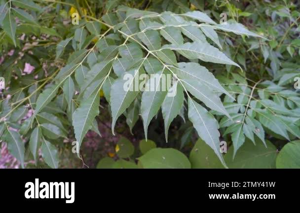 Flower of curry tree Stock Videos & Footage - HD and 4K Video Clips - Alamy
