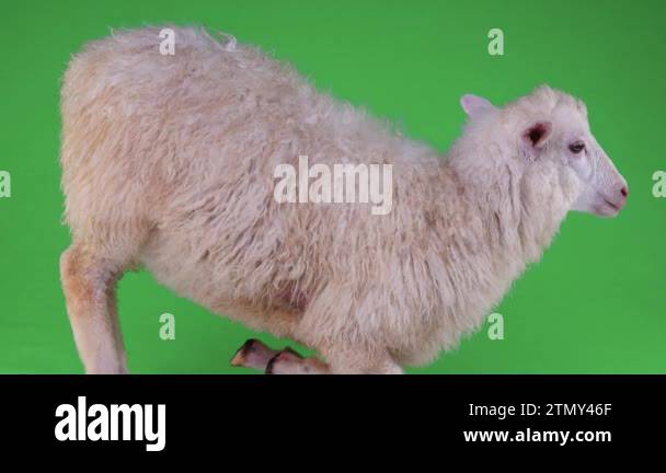 white sheep kneeling on its front legs and looking in different ...