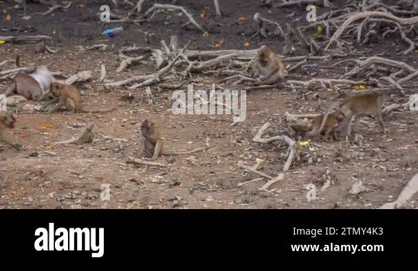 Famous monkey Stock Videos & Footage - HD and 4K Video Clips - Alamy