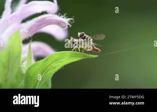 Hover flies mating Stock Videos & Footage - HD and 4K Video Clips - Alamy