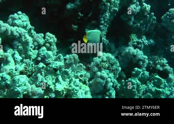 Imperator imperial fish pomacanthus Stock Videos & Footage - HD and 4K ...