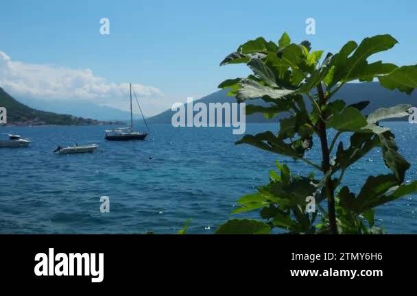 Genus ficus Stock Videos & Footage - HD and 4K Video Clips - Alamy