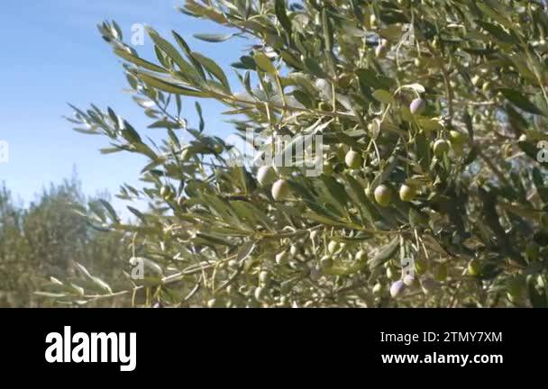 Mediterranean climate plants Stock Videos & Footage - HD and 4K Video ...