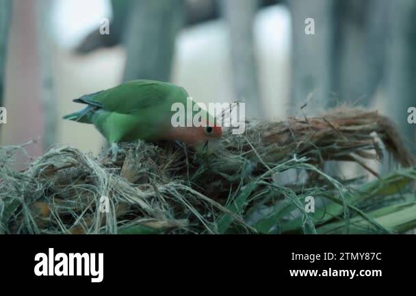 Peach-faced Lovebird, a charming beginner parrot is building a nest ...