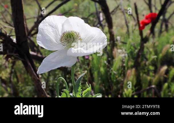 Single white poppy growing Stock Videos & Footage - HD and 4K Video ...