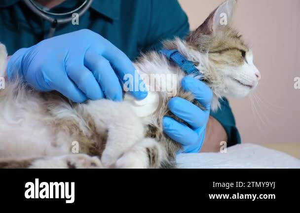 Vet doctor examines a cat in a veterinary office, an injection and ...