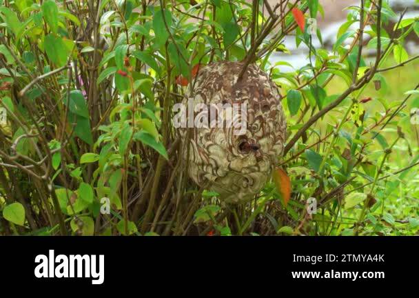 Wasps are extremely poisonous.The wasp builds a nest at the base of a ...