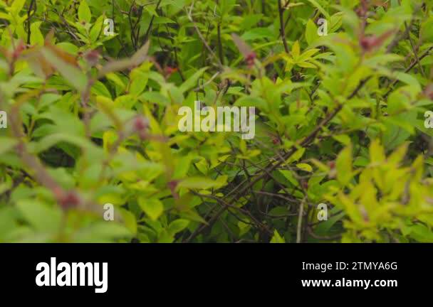 Ball drops Stock Videos & Footage - HD and 4K Video Clips - Alamy