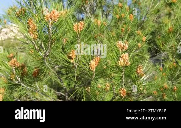 Video the leaves, branch and fruit of the Pinus halepensis tree, common ...