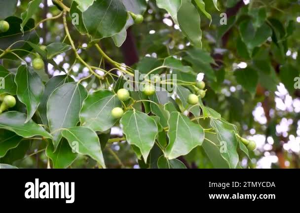 Camphor tree cinnamomum camphora Stock Videos & Footage - HD and 4K ...