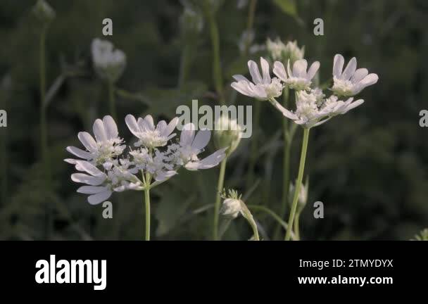 Orlaya grandiflora garden Stock Videos & Footage - HD and 4K Video ...