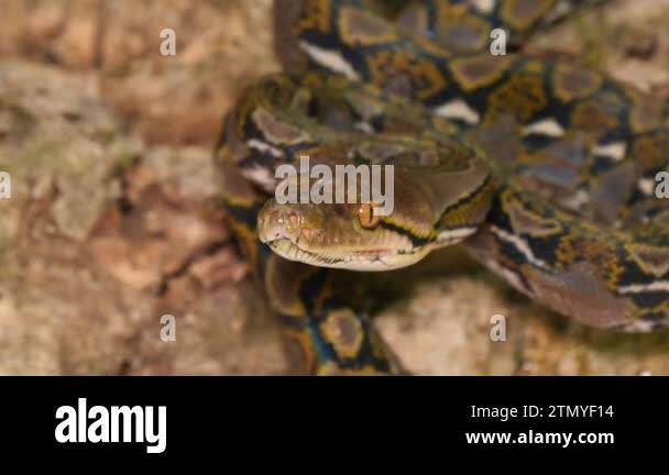 Southeast asia worlds longest snakes Stock Videos & Footage - HD and 4K ...