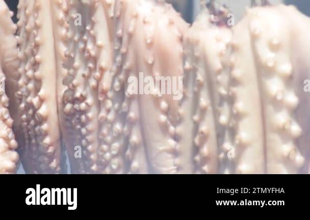 Octopus legs Stock Videos & Footage - HD and 4K Video Clips - Alamy