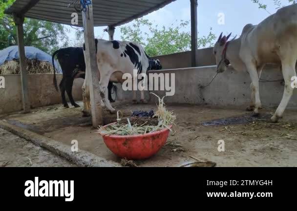 Livestock cattle in rural villages Stock Videos & Footage - HD and 4K ...