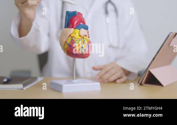Doctor with human Heart anatomy model and tablet. Cardiovascular ...