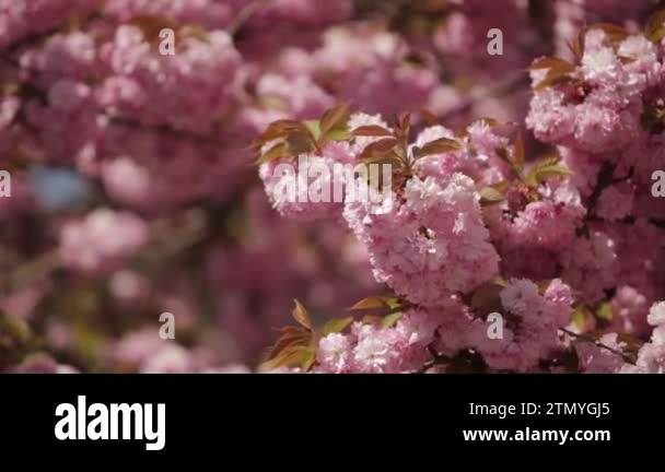 Japanese almond tree Stock Videos & Footage - HD and 4K Video Clips - Alamy
