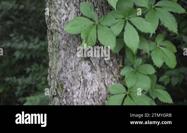 Plants around tree trunk Stock Videos & Footage - HD and 4K Video Clips ...