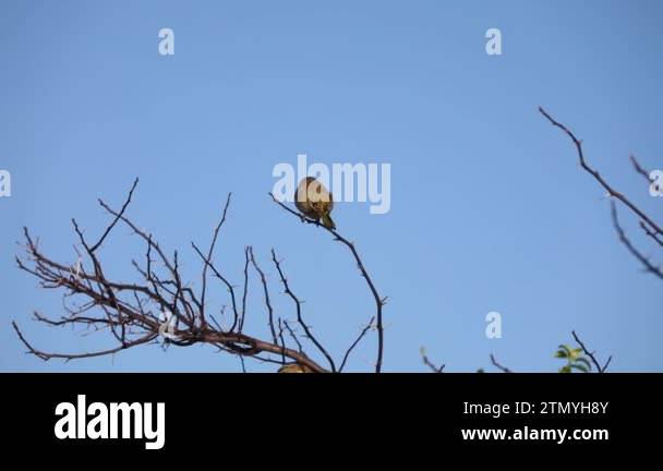Flock of birds, ground canary (Sicalis flaveola) perched on the tree ...