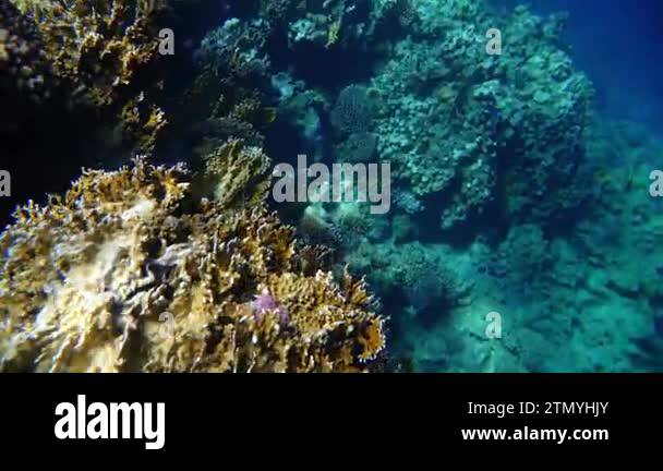 Coral reef (cay) of the Red Sea with a variety of fish. 4K video Stock ...