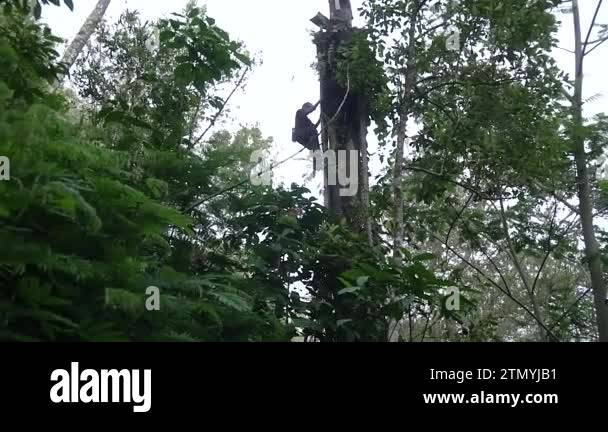 The process of tapping sap manually and traditionally by farmers from ...