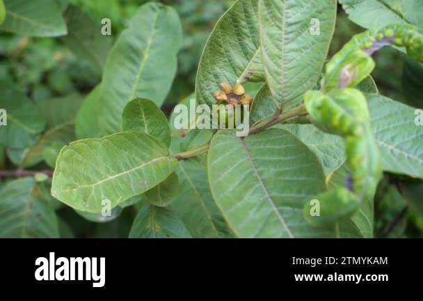 Guava tree india asia Stock Videos & Footage - HD and 4K Video Clips ...