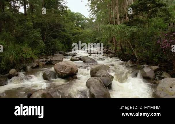 Jungle riverbed Stock Videos & Footage - HD and 4K Video Clips - Alamy