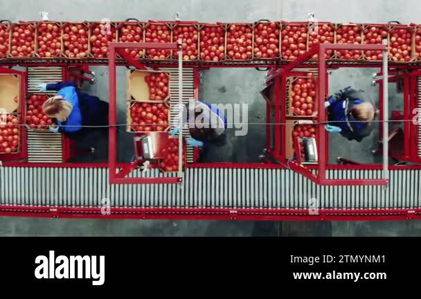 Agriculturists are sorting and moving tomatoes along the conveyor. 4K ...