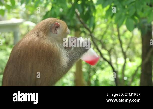 Red nectar Stock Videos & Footage - HD and 4K Video Clips - Alamy