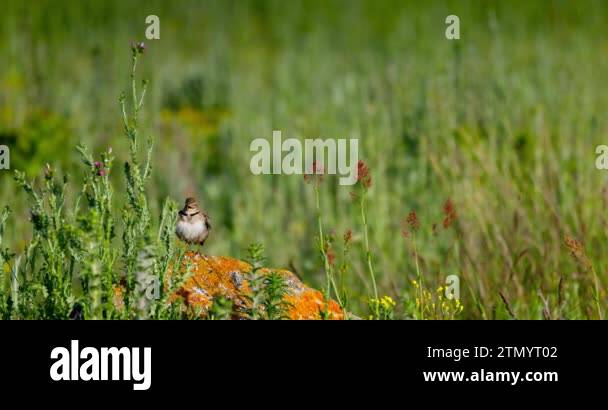 Lark bird songbird Stock Videos & Footage - HD and 4K Video Clips - Alamy