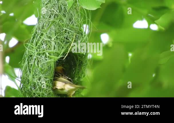 Baya WeaverA small bird with beautiful feathers and bright colors. The ...