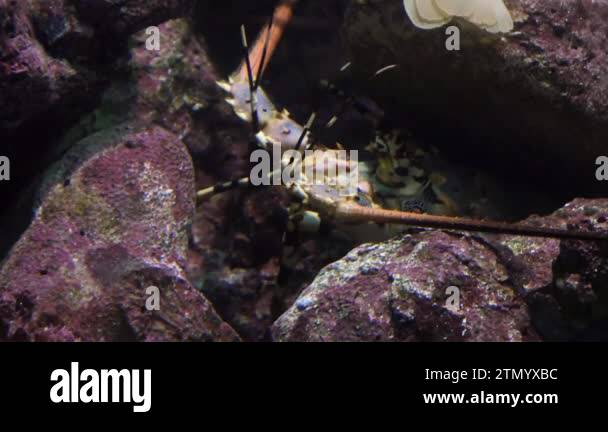 Coral reef ledge Stock Videos & Footage - HD and 4K Video Clips - Alamy