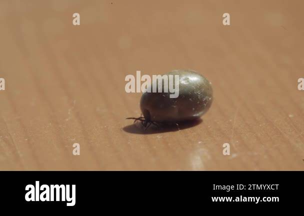 Fat tick, crawling on the floor, moving slowly. The tick fell on the ...