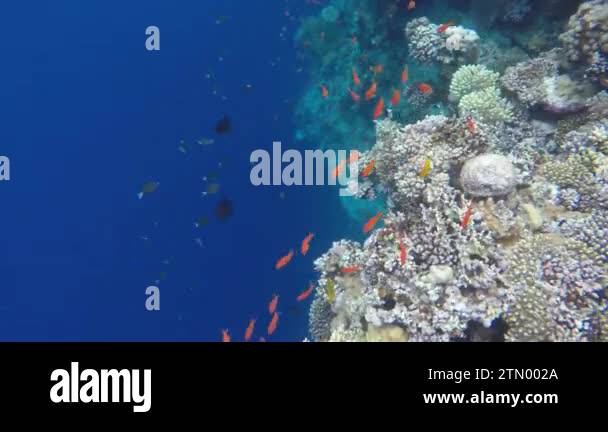 Coral reefs, flora and fauna Stock Video Footage - Alamy