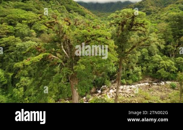 AERIAL: Incredible ancient tree with cacti growing in its crown as ...