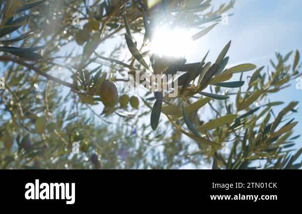 LENS FLARE: Flickering warm rays of sun through lush leafy canopy of ...