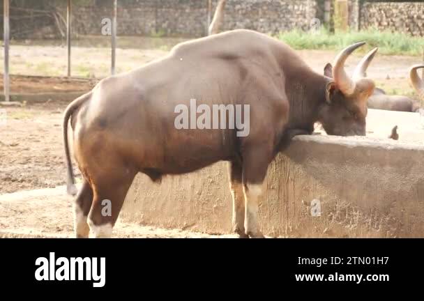 Buffalo horns Stock Videos & Footage - HD and 4K Video Clips - Alamy