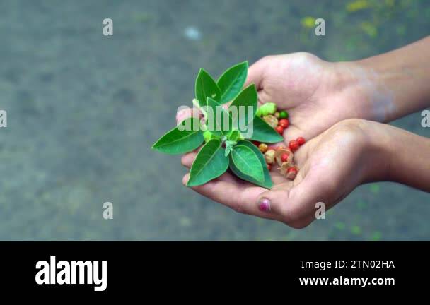 Ashwagandha known as Withania somnifera plant growing. Indian powerful ...