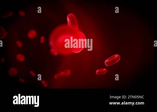 Red Blood Cells Human circulatory system. 3D loop animation of human ...