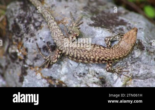 Brown lizard warming up in the desert sun and hiding in danger as shy ...